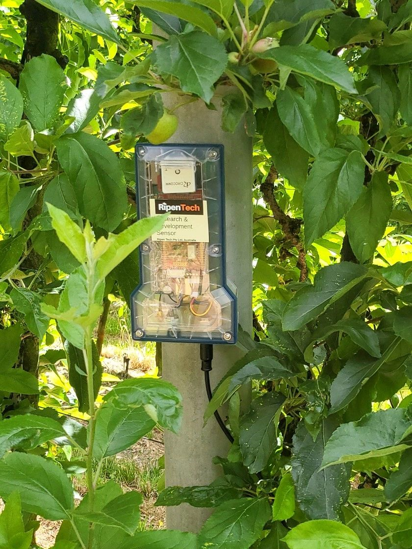 Ripen Tech – Real-time fruit weight monitoring